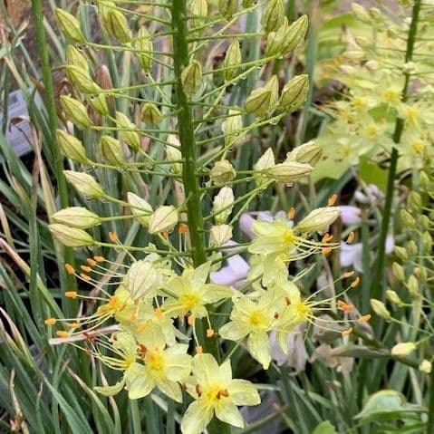 Eremurus Line Dance 2L