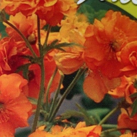 Geum Firestorm 9cm