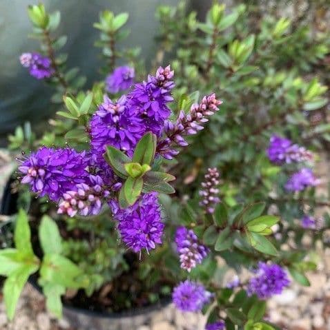 Hebe caledonia 5L