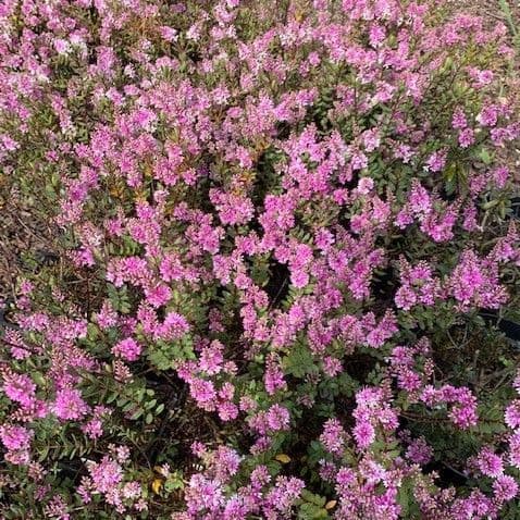 Hebe Purple Pillow 2L