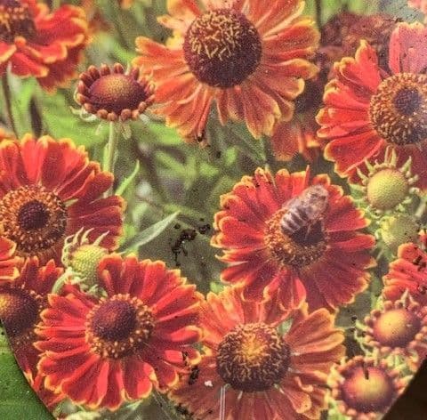 Helenium Bandera 2L