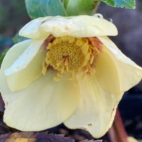 Helleborus ori Single Gold Red Star 2L
