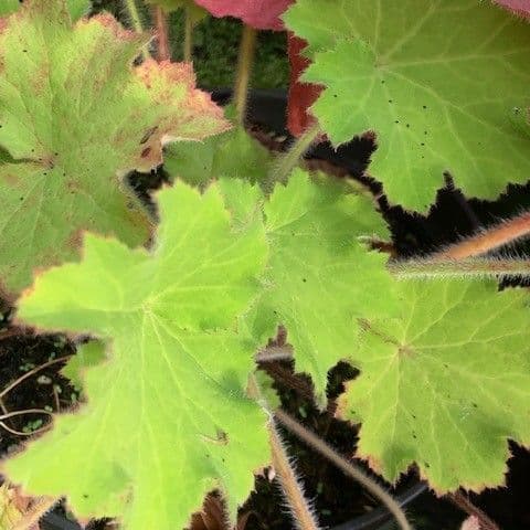 Heuchera villosa mac Autumn Bride 2L