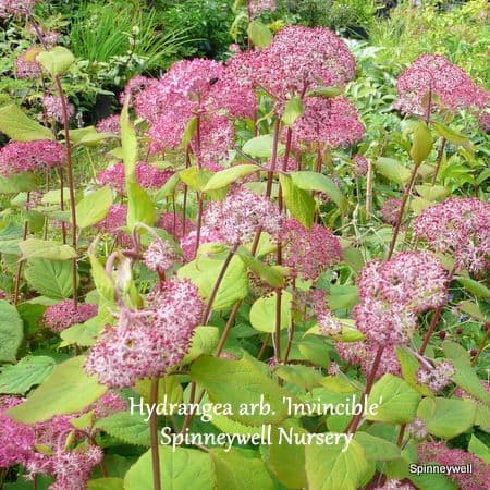 Hydrangea arborescens Invincible Spirit 3L