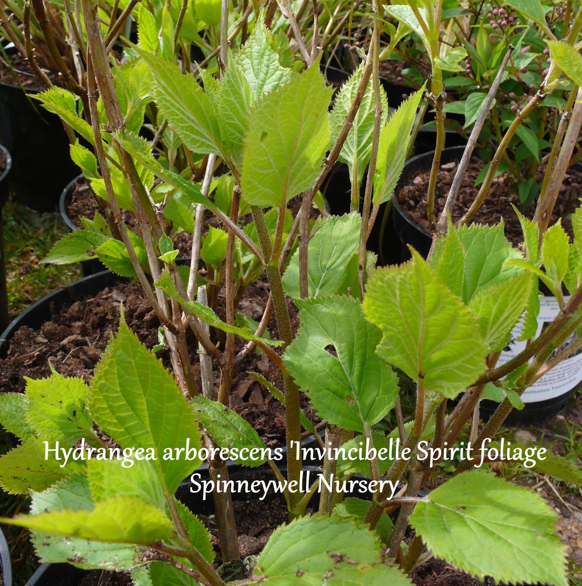 Hydrangea arborescens Invincible Spirit 3L