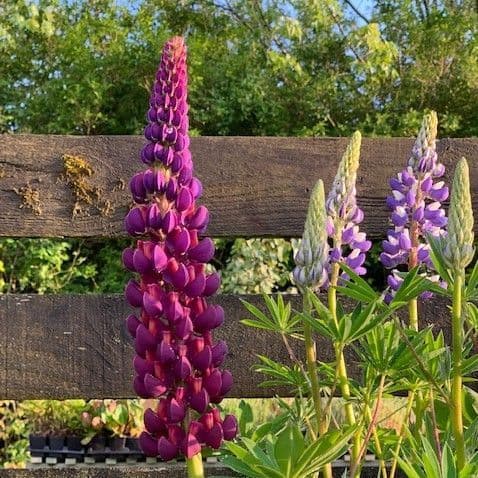 Lupinus Masterpiece 2/3L