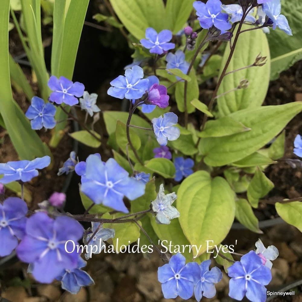 Omphaloides cap Starry Eyes 9cm