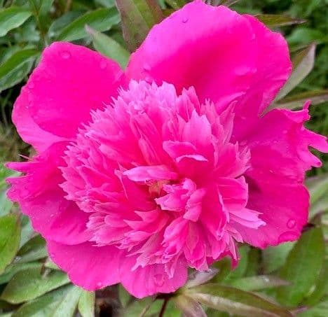 Paeonia l Agida 2L