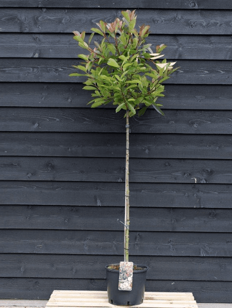 Photinia Red Robin half standard 15L COLLECTION ONLY