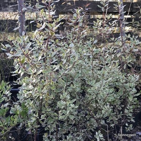 Rhamnus alaternus Variegatus 10L 60-90cmH