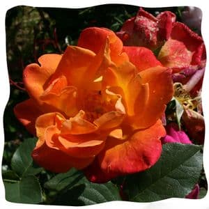 Rosa Joseph s Coat 2LD