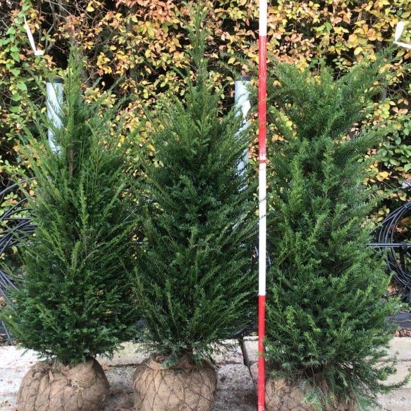 Taxus baccata rootballed 120-140cms