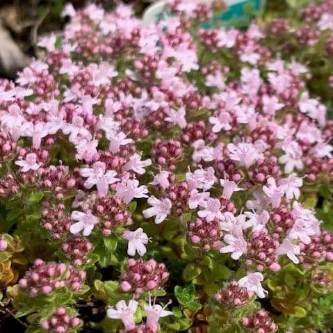 Thymus Pink Chintz 2L