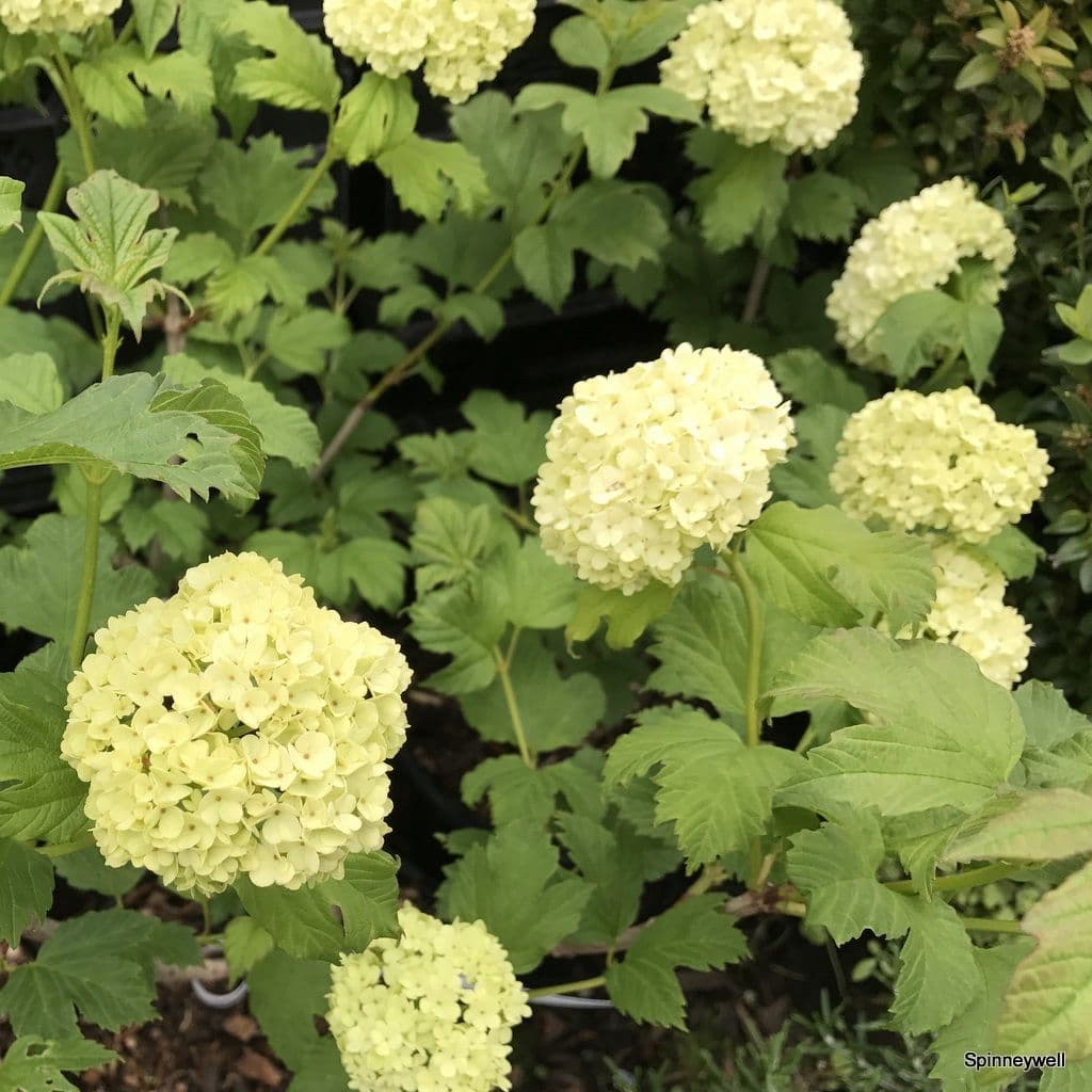 Viburnum opulus Sterile Roseum 5L Snowball Bush