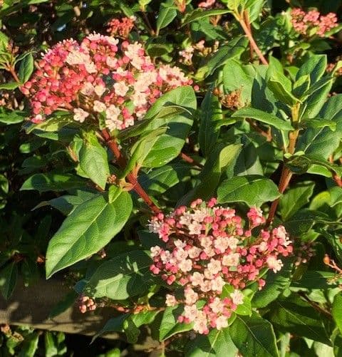 Viburnum tinus Lisa Rose 10L