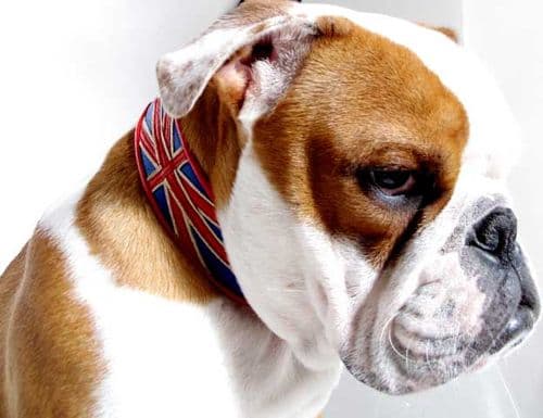 Union Jack Dog Collar - Holly & Lil Collars Handmade in Britain ...