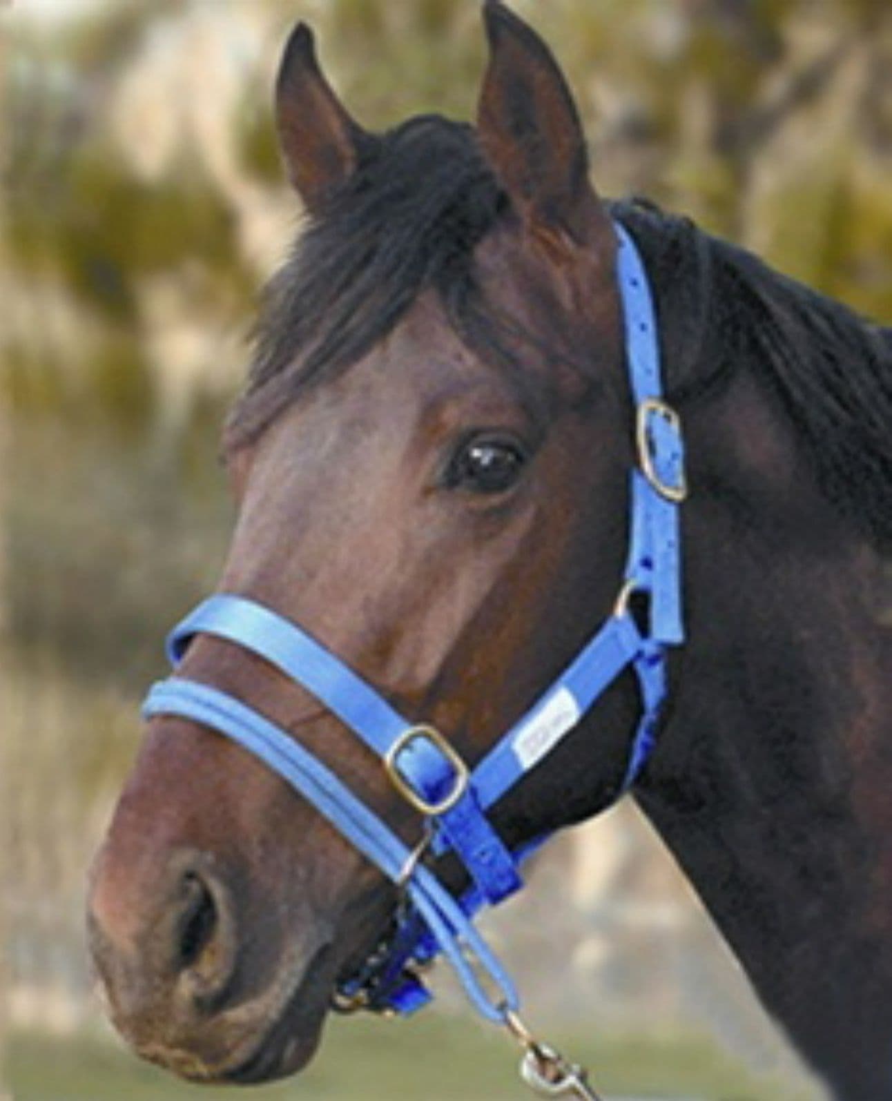 Monty Roberts Dually Halter Large Blue Nylon Headcollar