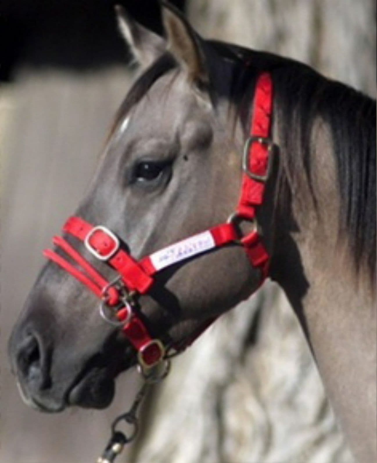 Monty Roberts Dually Halter Small Red Nylon Headcollar