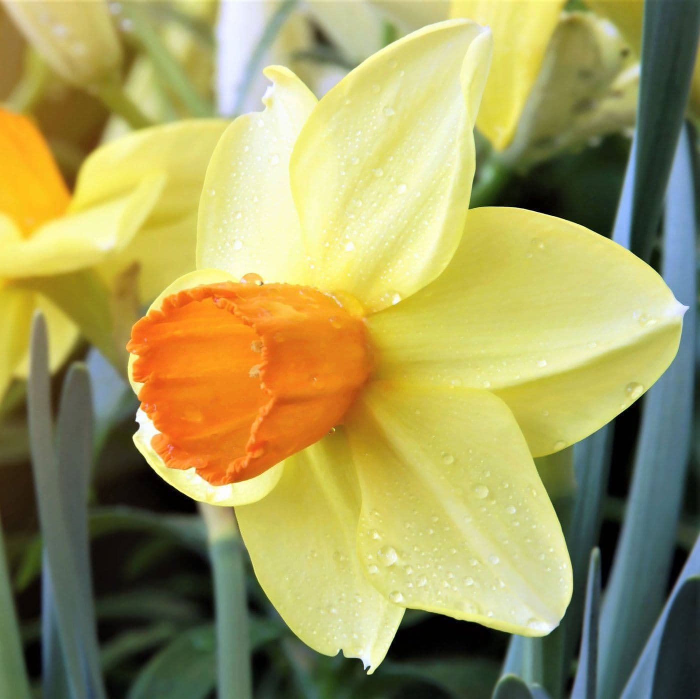 Narcissus Martinette