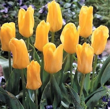 Tulip - Yellow Purissima