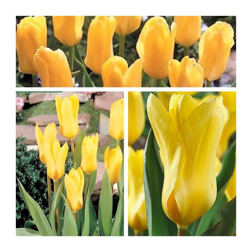 Tulip - Yellow Purissima