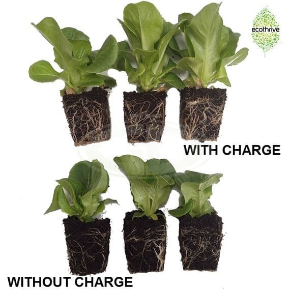 Ecothrive Charge Natural Bio stimulant