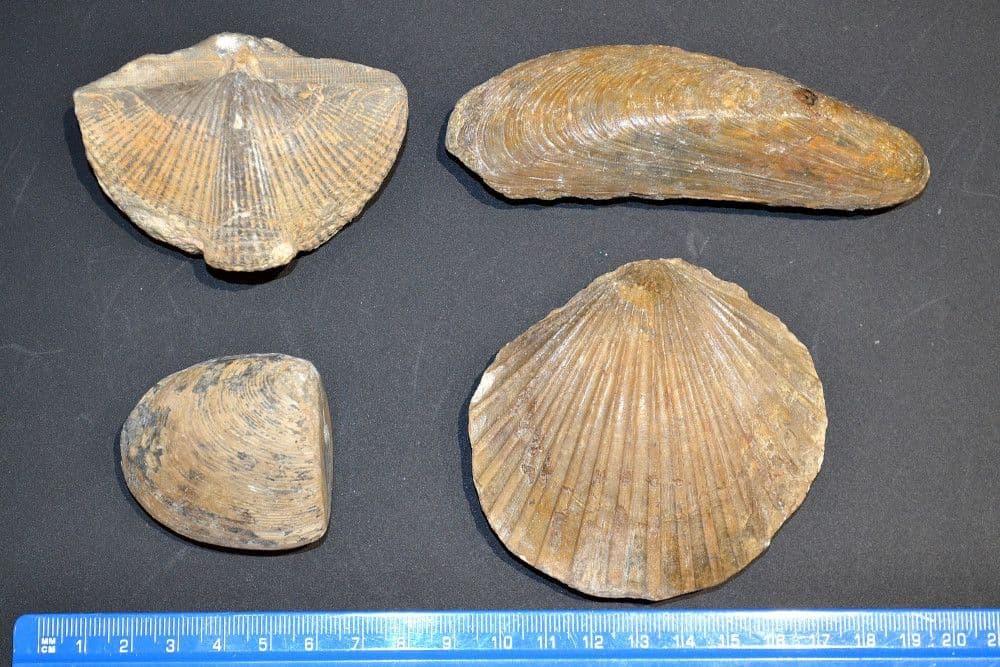 A very nice group of 4 x large Fossil Bi-valves / Brachiopods from an ...