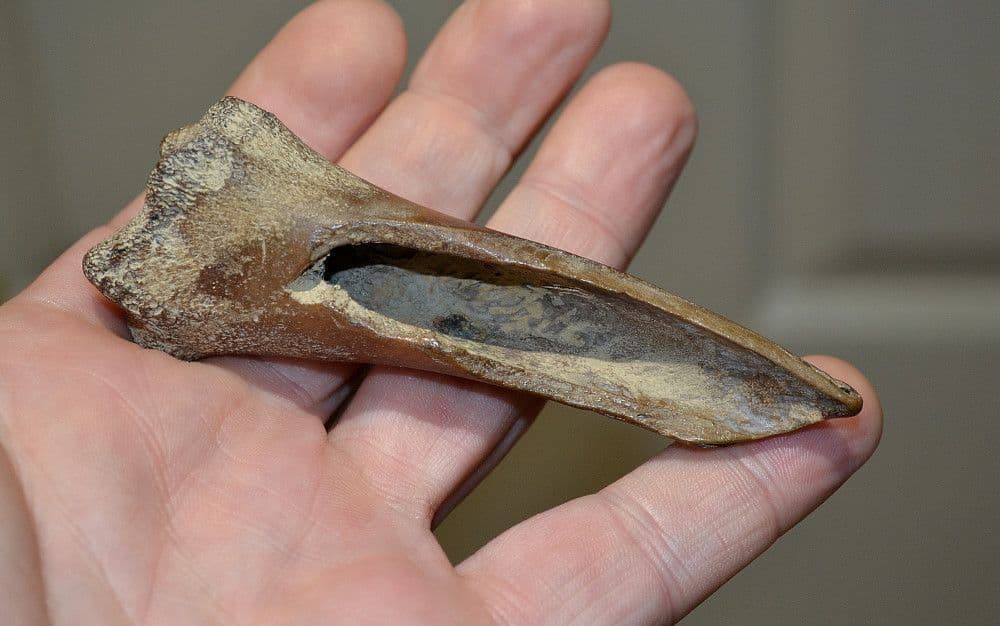 An excellent and rare Upper Paleolithic worked bone Dihedral Awl ...