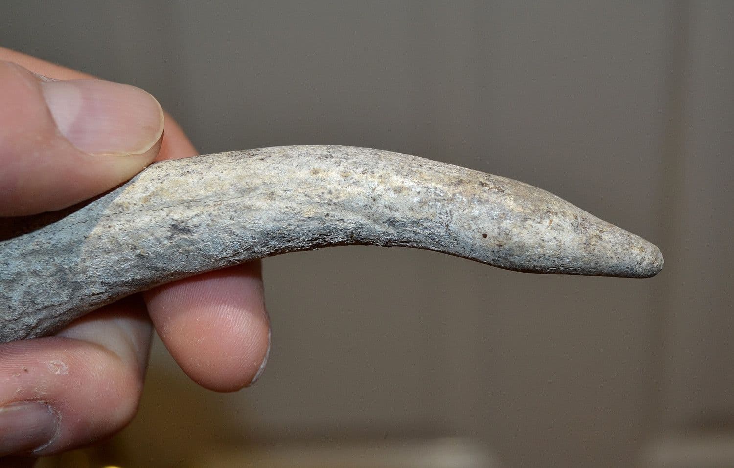 An extremely rare Late Neolithic / Early Bronze age Antler Pressure ...