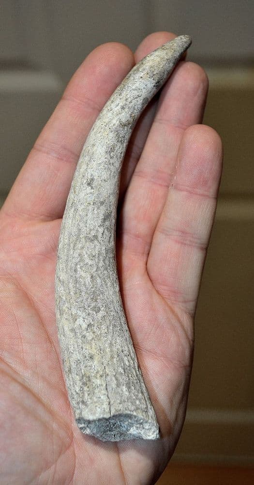 An extremely rare Late Neolithic / Early Bronze age Antler Pressure ...