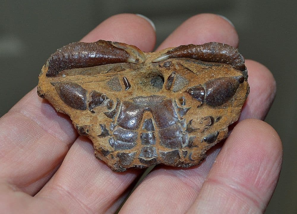 An interesting fossilised Crab Red Crag Deposits Felixstowe Suffolk SOLD