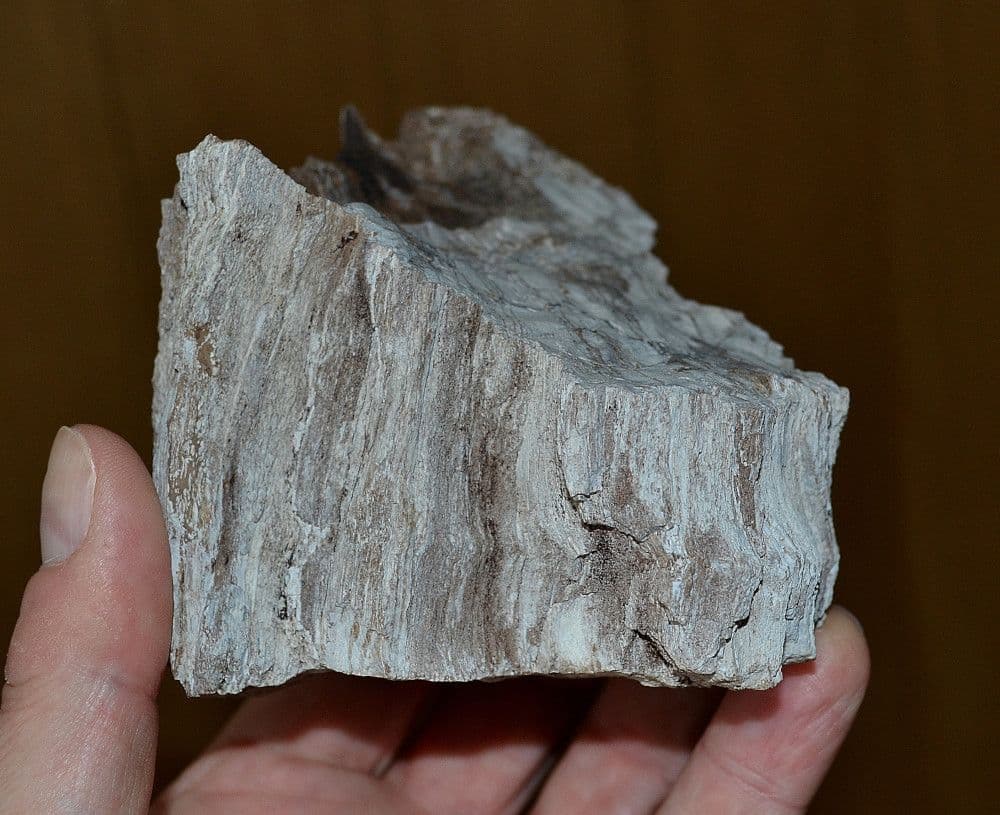 Large section of Fossil tree / wood Cypress like conifer tree Isle of ...