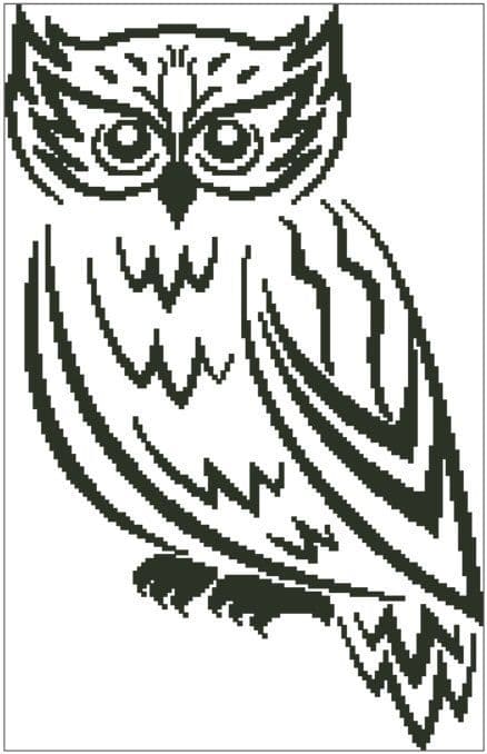 Observant Owl