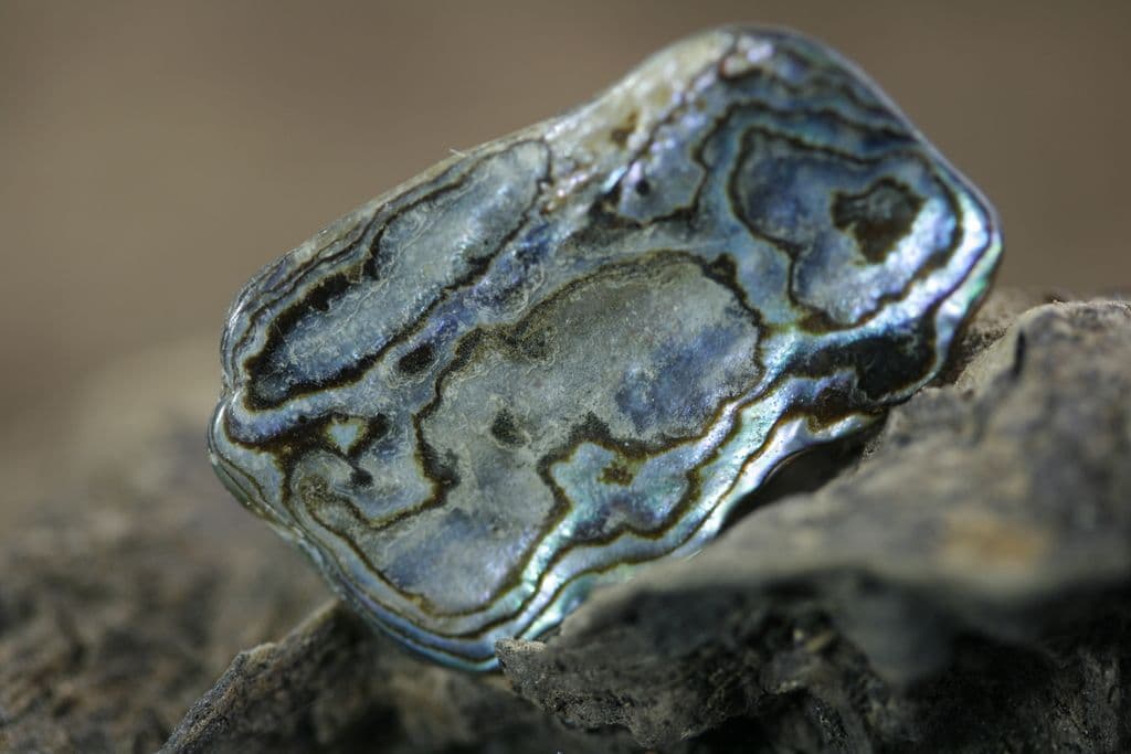 Abalone Shell