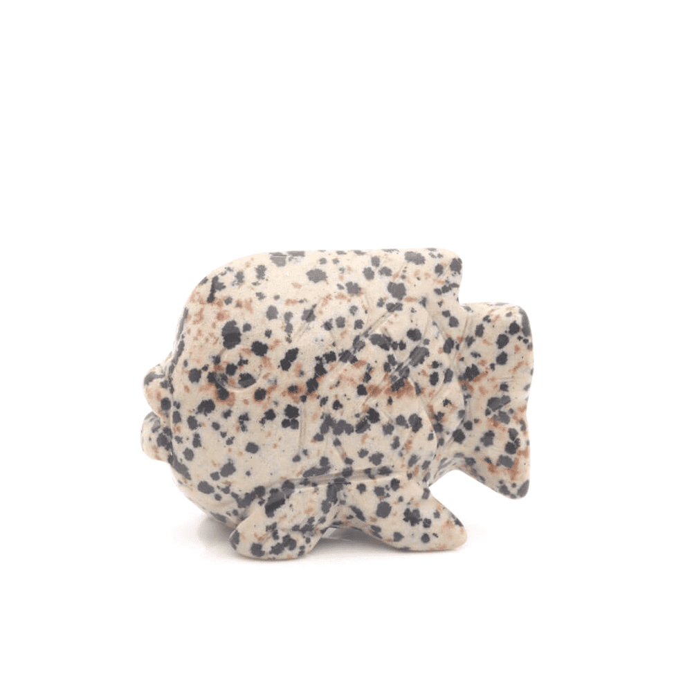 Dalmatian Jasper Fish 3