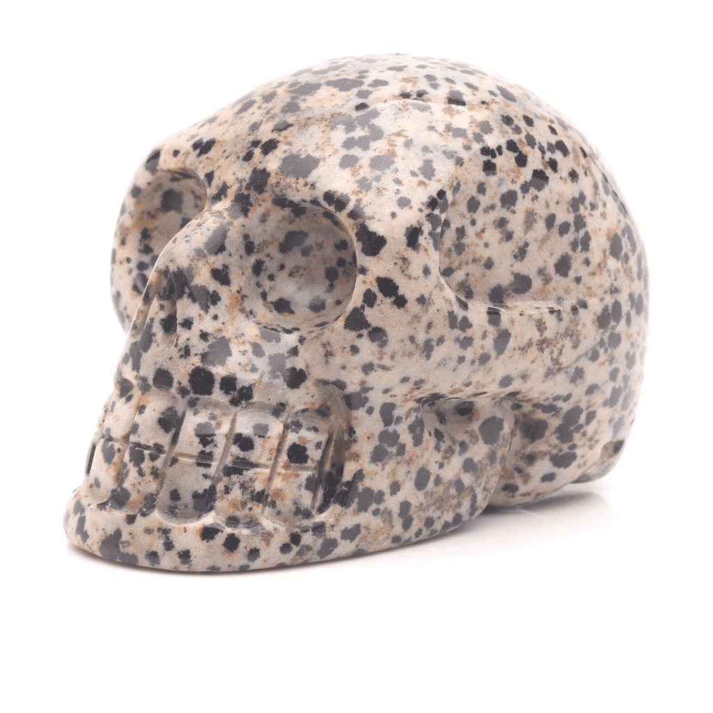 Dalmatian Jasper Skull 4