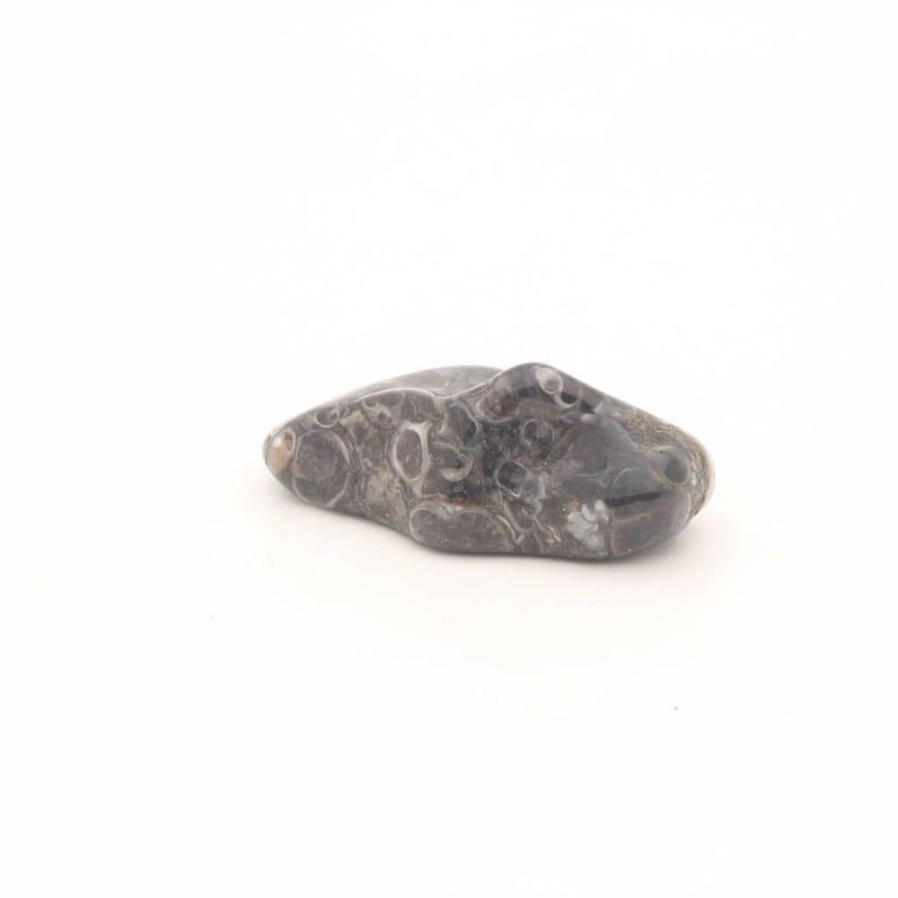 Turritella Agate