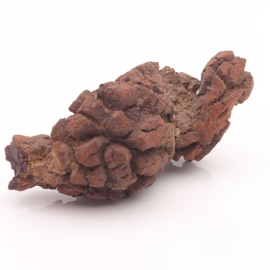 Turtle Coprolite