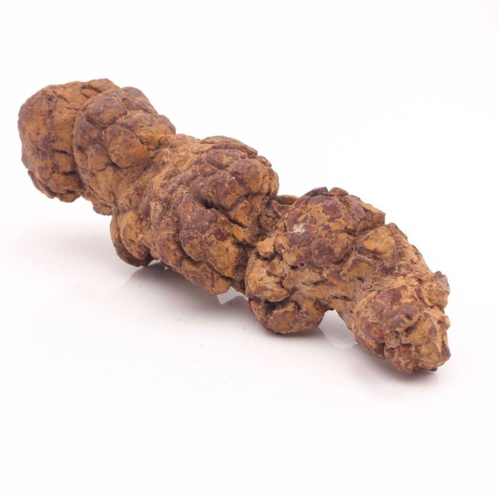 Turtle Coprolite