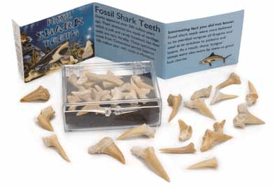 Fossil Shark Teeth boxed with info leaflet