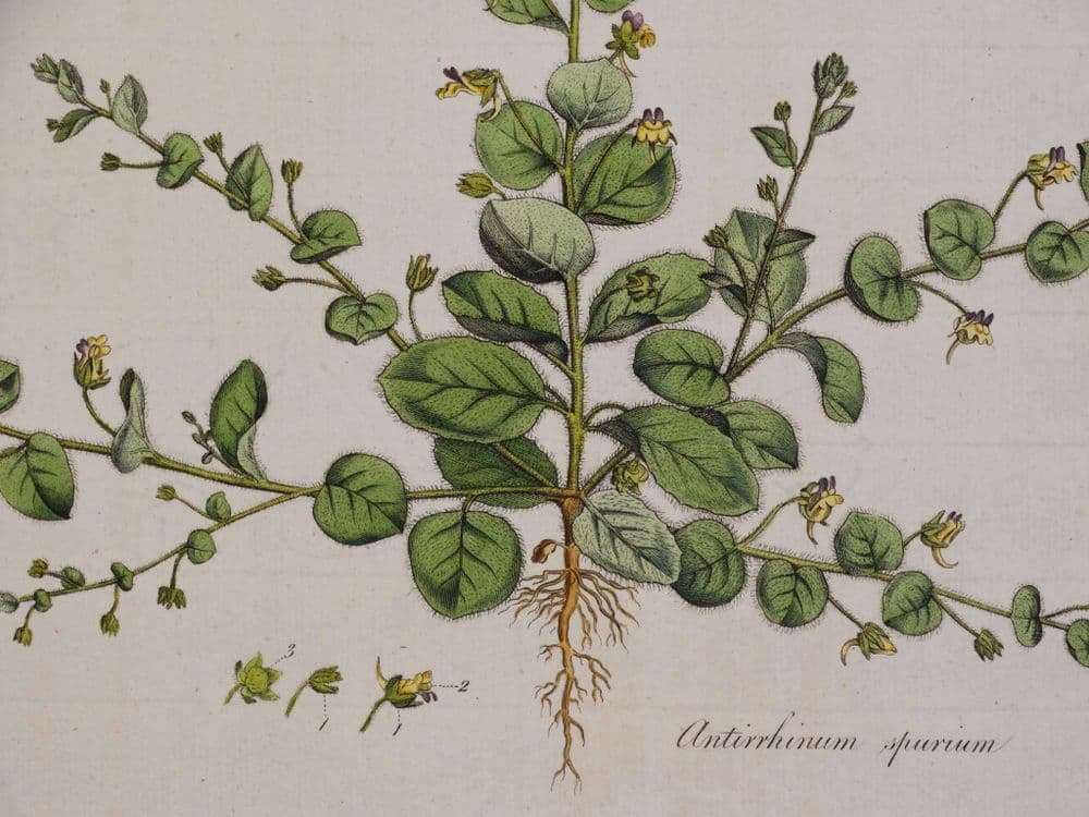 Antique Botanical Print ANTIRRHINUM SNAPDRAGON Curtis Flora Londinensis ...