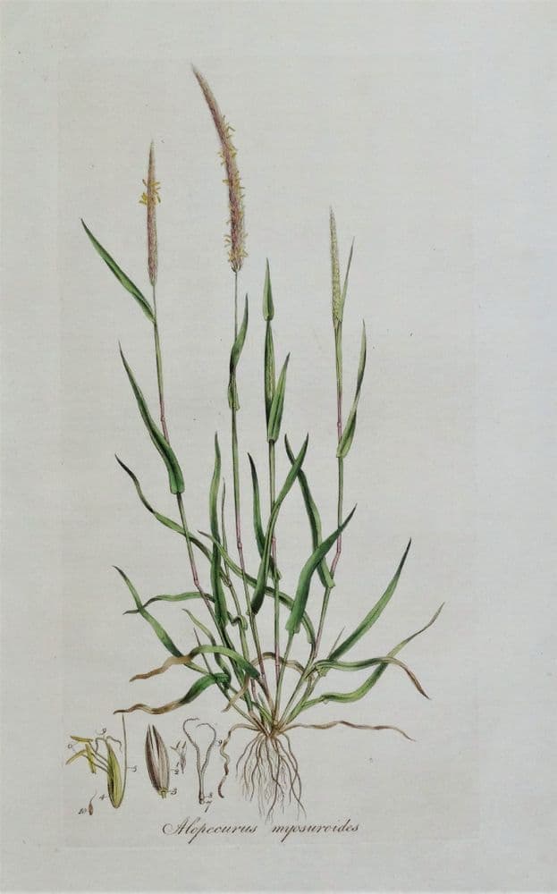 Antique Botanical Print BLACK GRASS ALOPECURUS Curtis Flora Londinensis ...