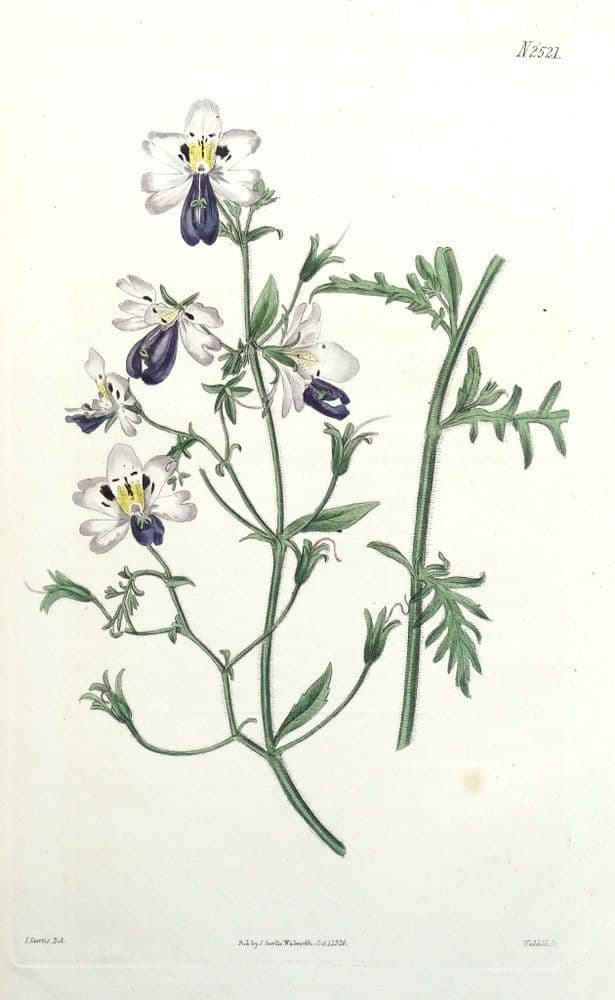 Antique Botanical Print BUTTERFLY FLOWER Original Hand Coloured Curtis 1824