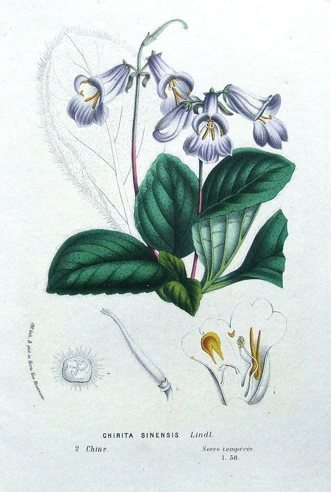 Antique Botanical Print CHIRITA SINENSIS CHINA Van Houtte 1845