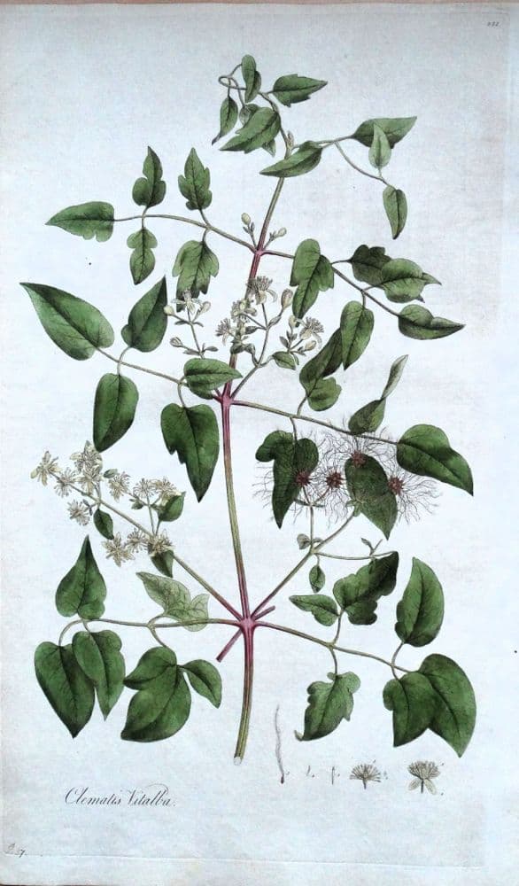 Antique Botanical Print CLEMATIS VITALBA Original Curtis Flora ...