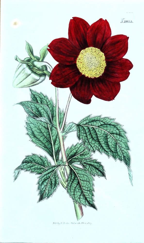 Antique Botanical Print CRIMSON FLOWERED DAHLIA Original Curtis ...