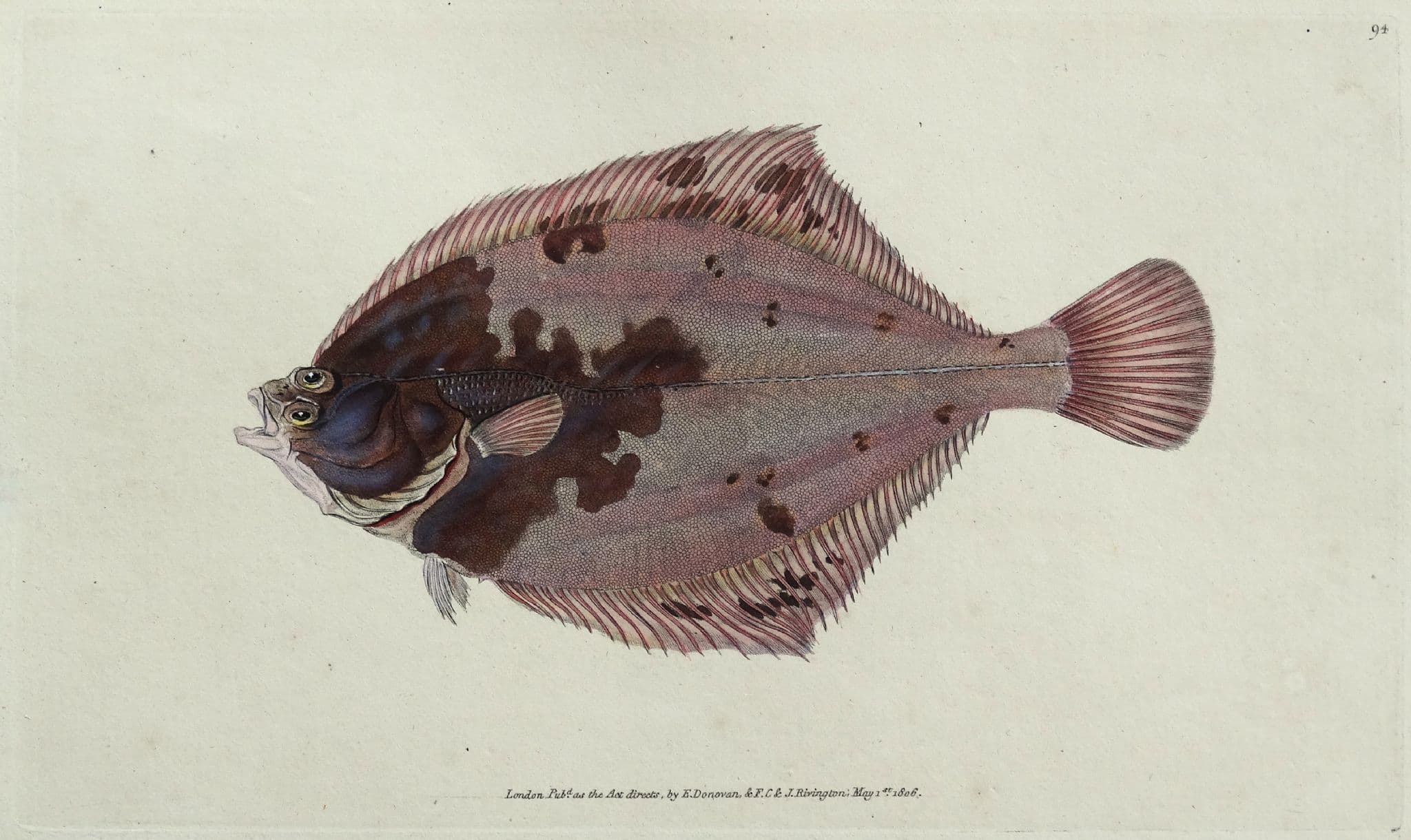 Antique Fish Print FLOUNDER Original DONOVAN Vintage old hand col ...