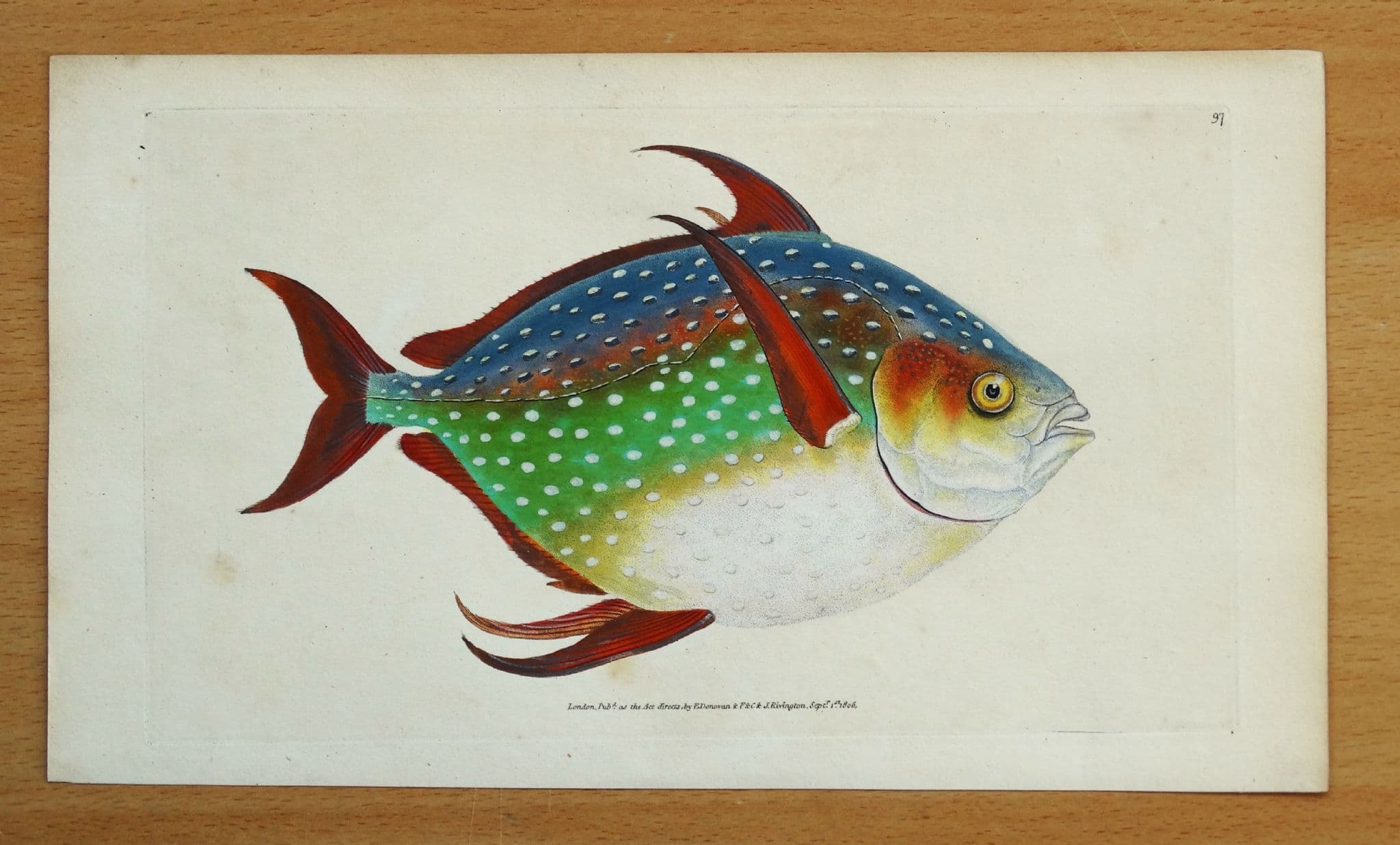 Antique Fish Print OPAH KINGFISH Original DONOVAN Vintage old engraving ...