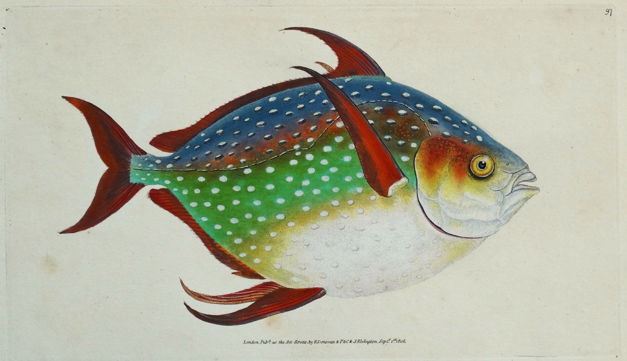 Antique Fish Print OPAH KINGFISH Original DONOVAN Vintage old engraving ...