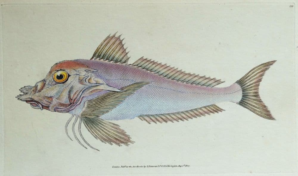 Antique Fish Print PIPER GURNARD Original DONOVAN Vintage old engraving ...